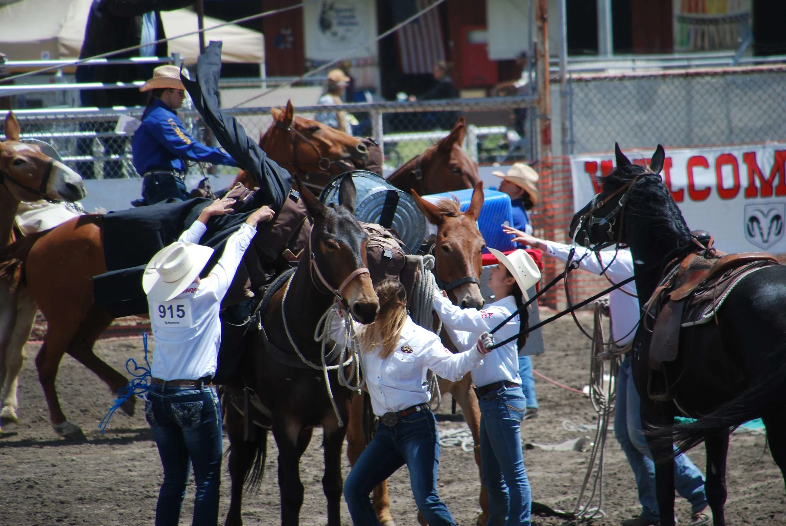 American Mule Association