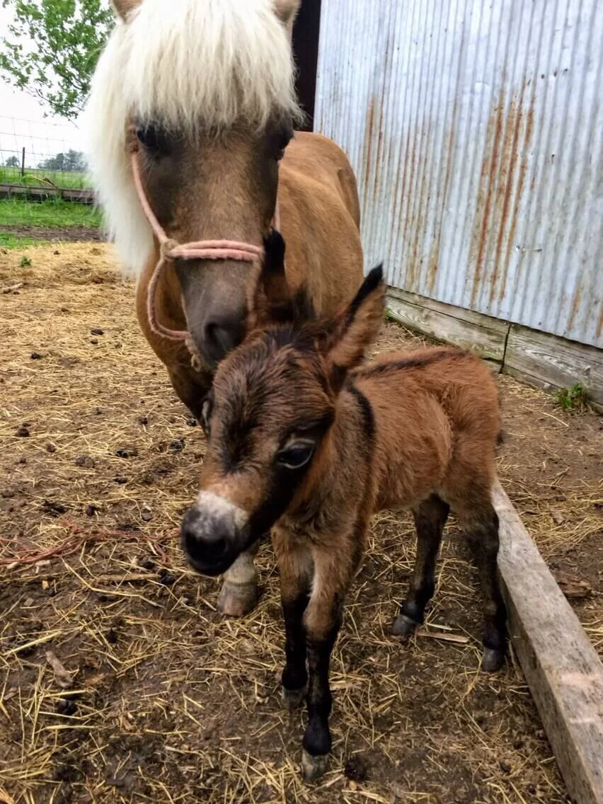 American Mule Association