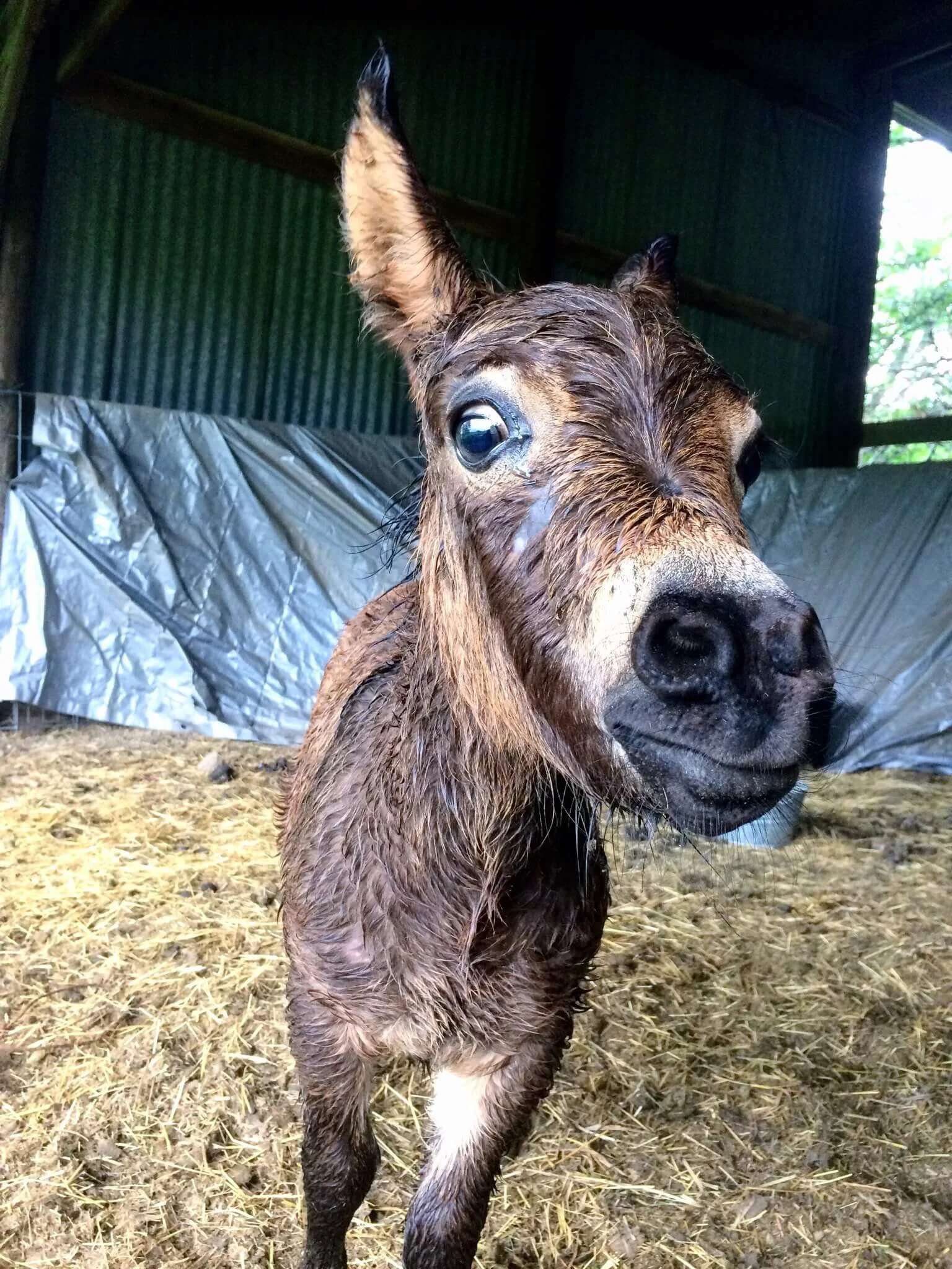 American Mule Association