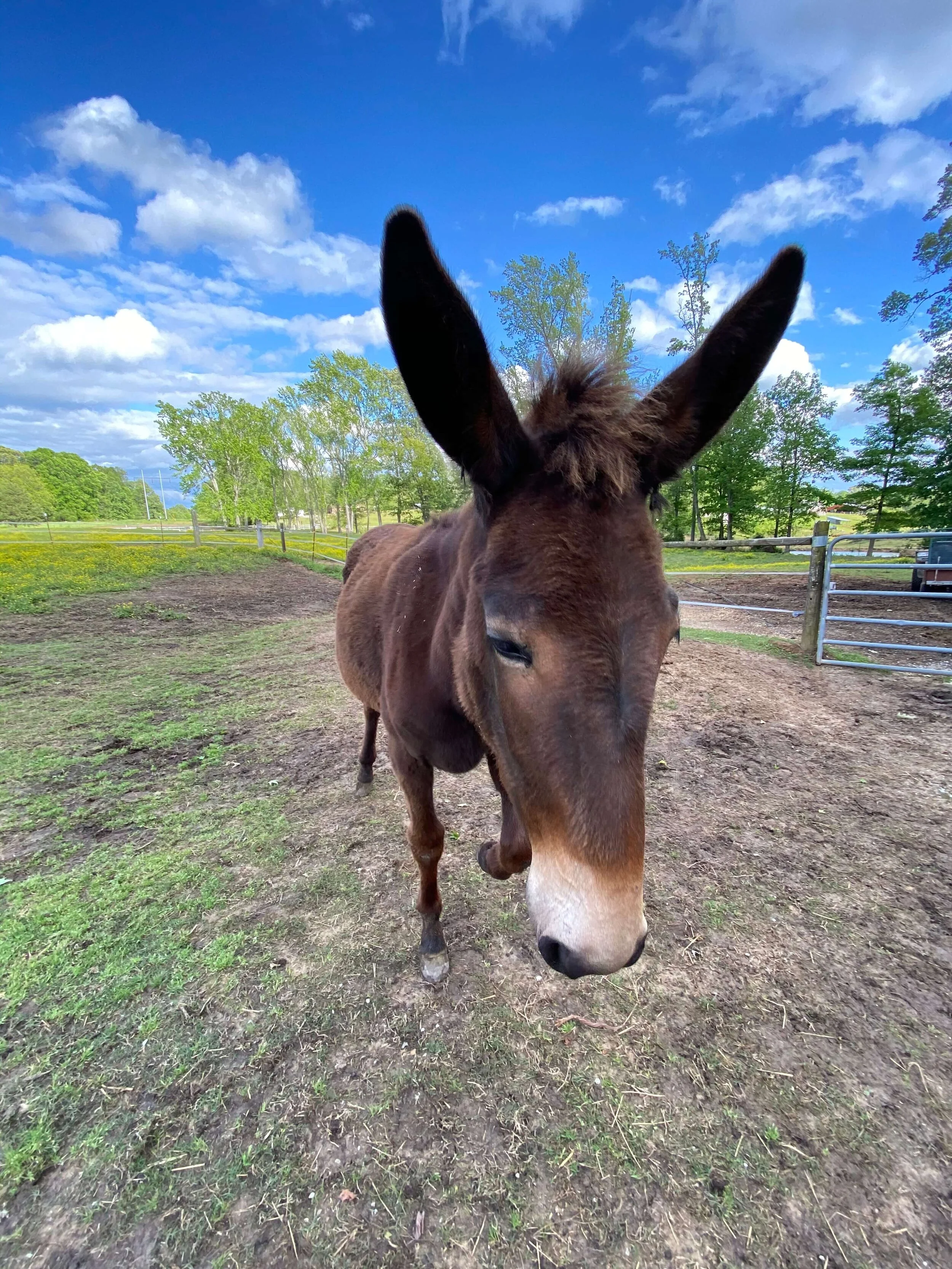 American Mule Association