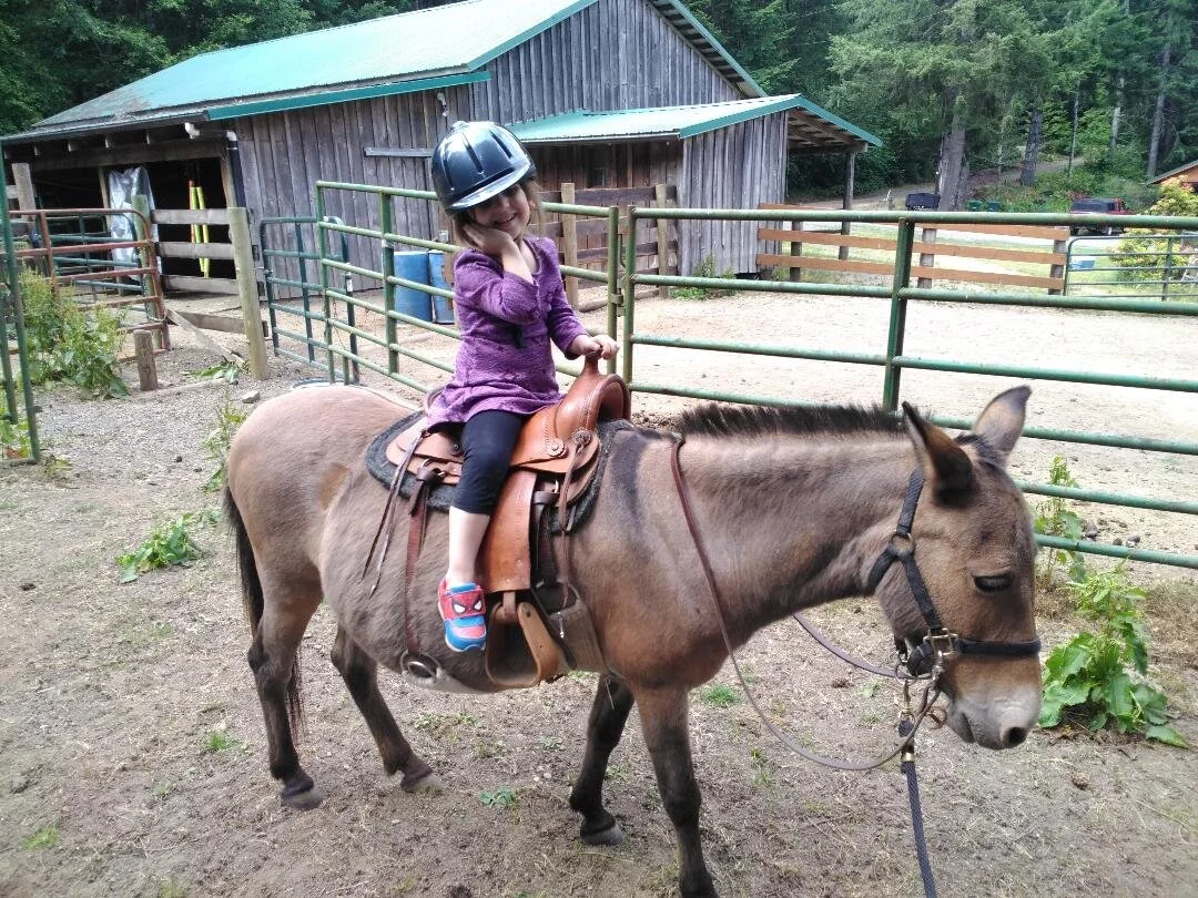 American Mule Association