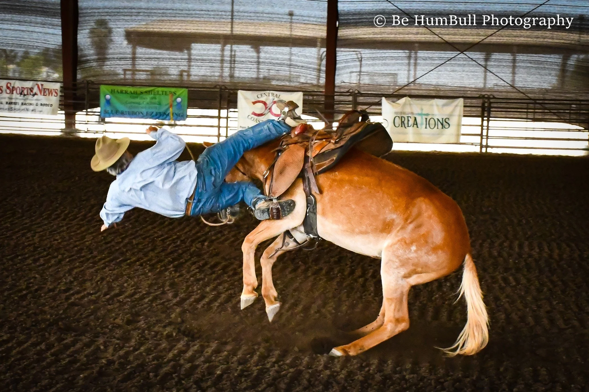 American Mule Association