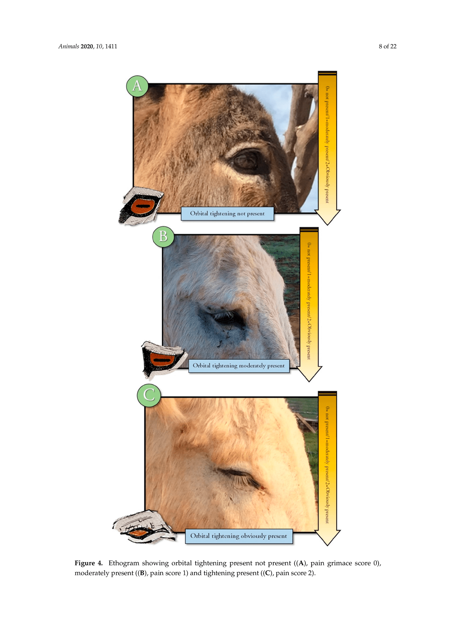 Development of a Donkey Grimace Scale — American Mule Association