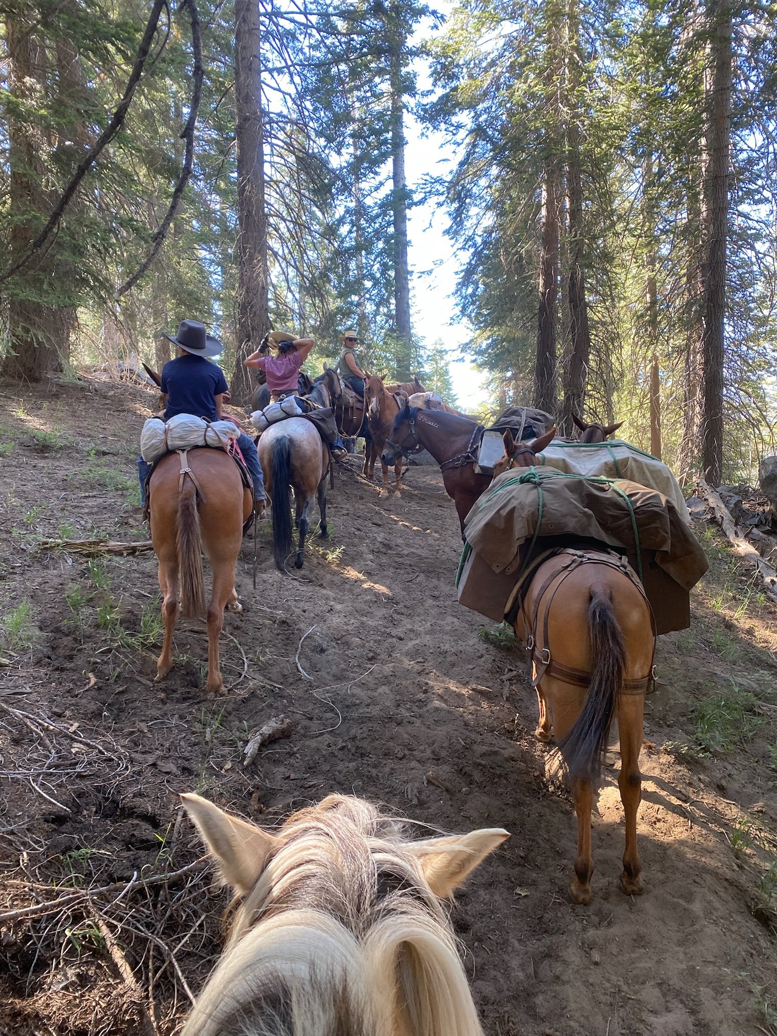 Pictures — American Mule Association