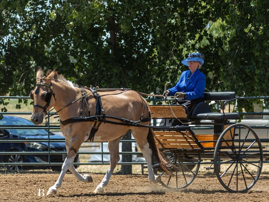 American Mule Association