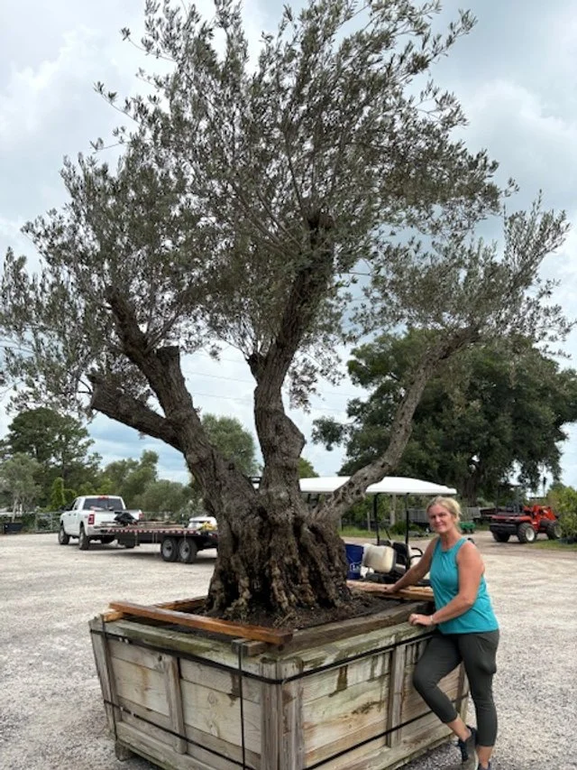 Olive — A Natural Farm