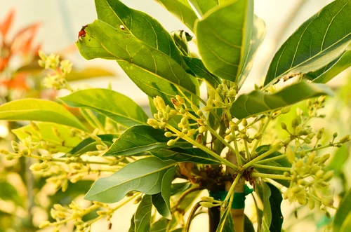 Avocado — A Natural Farm