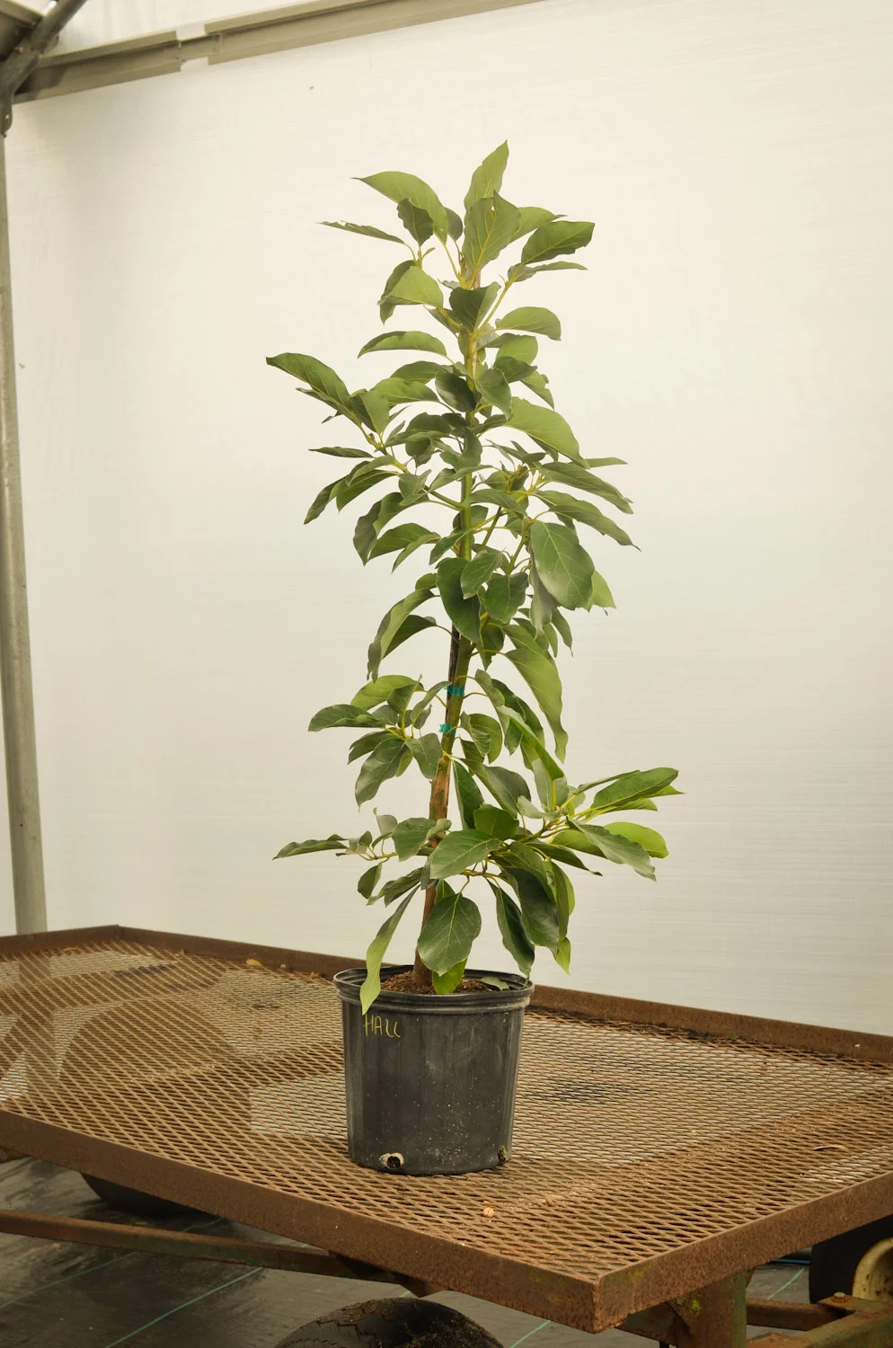 Avocado — A Natural Farm