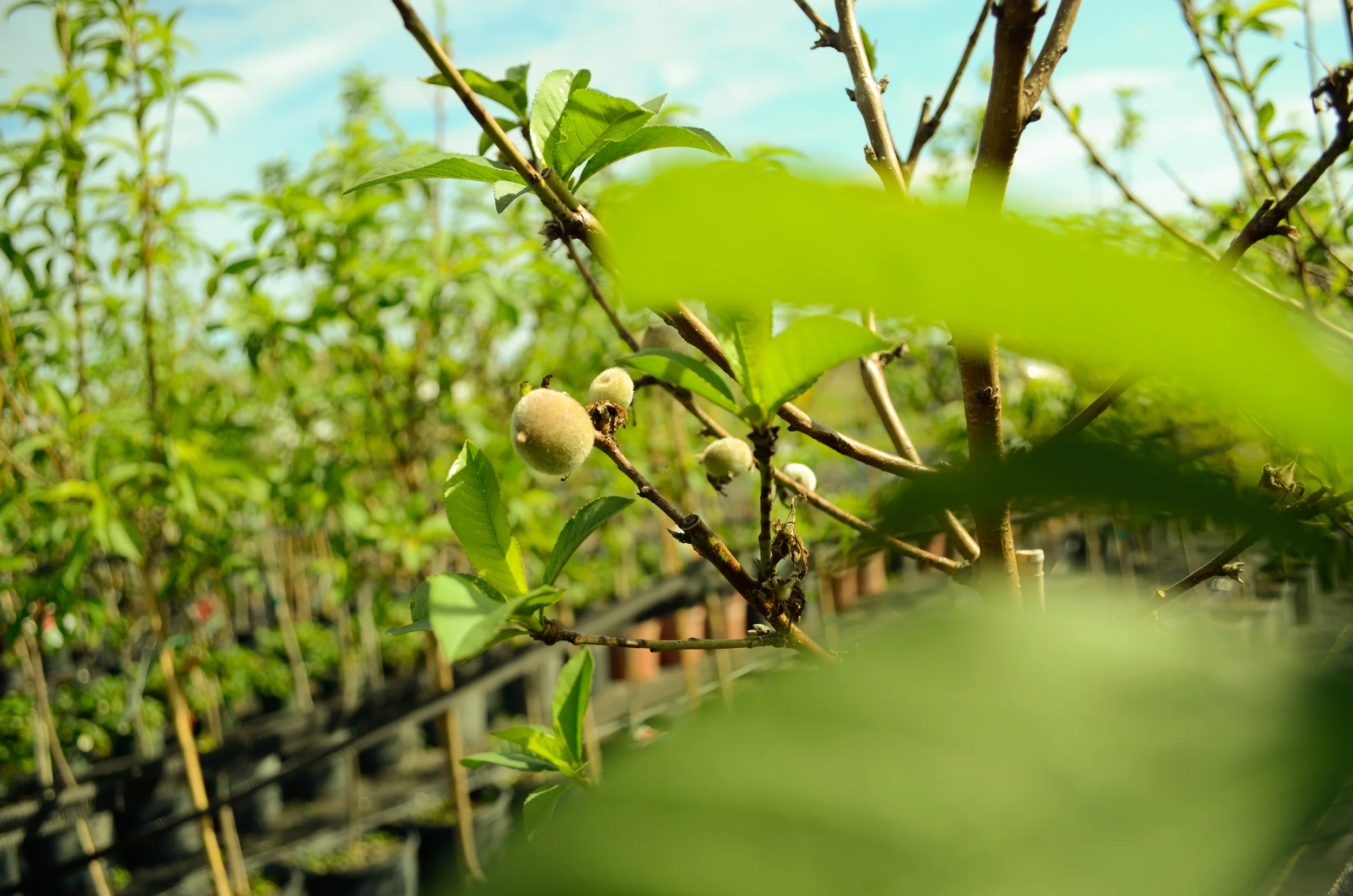 Peach — A Natural Farm