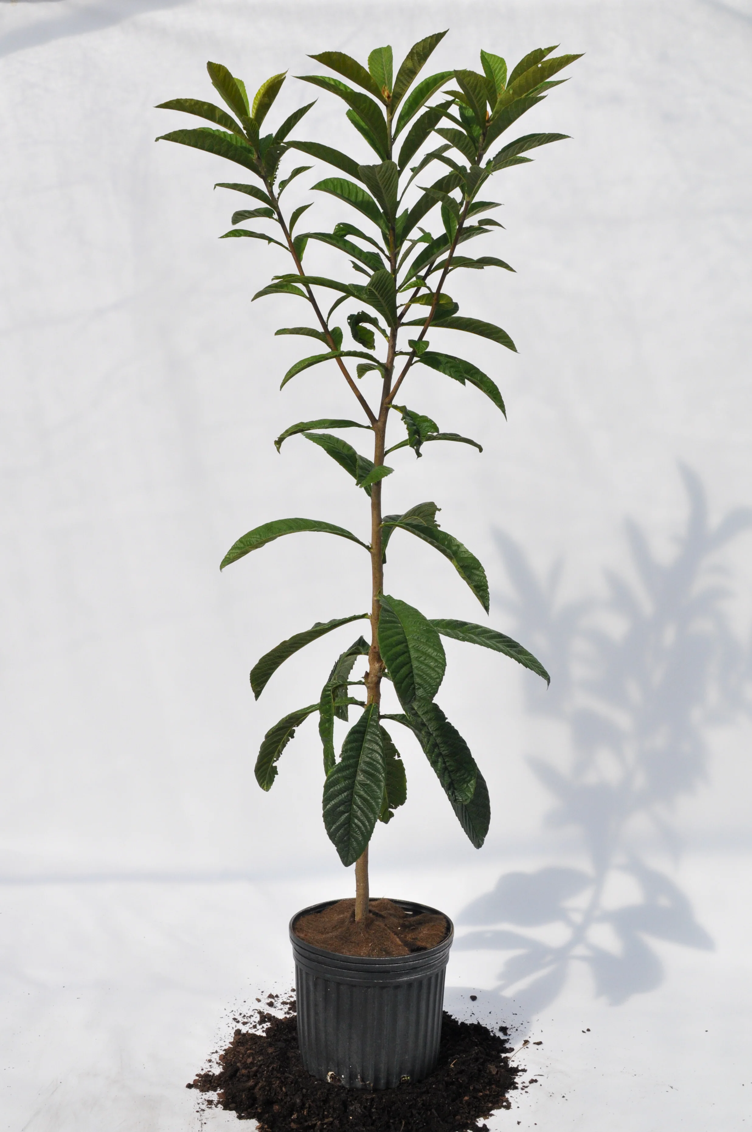 Loquat — A Natural Farm