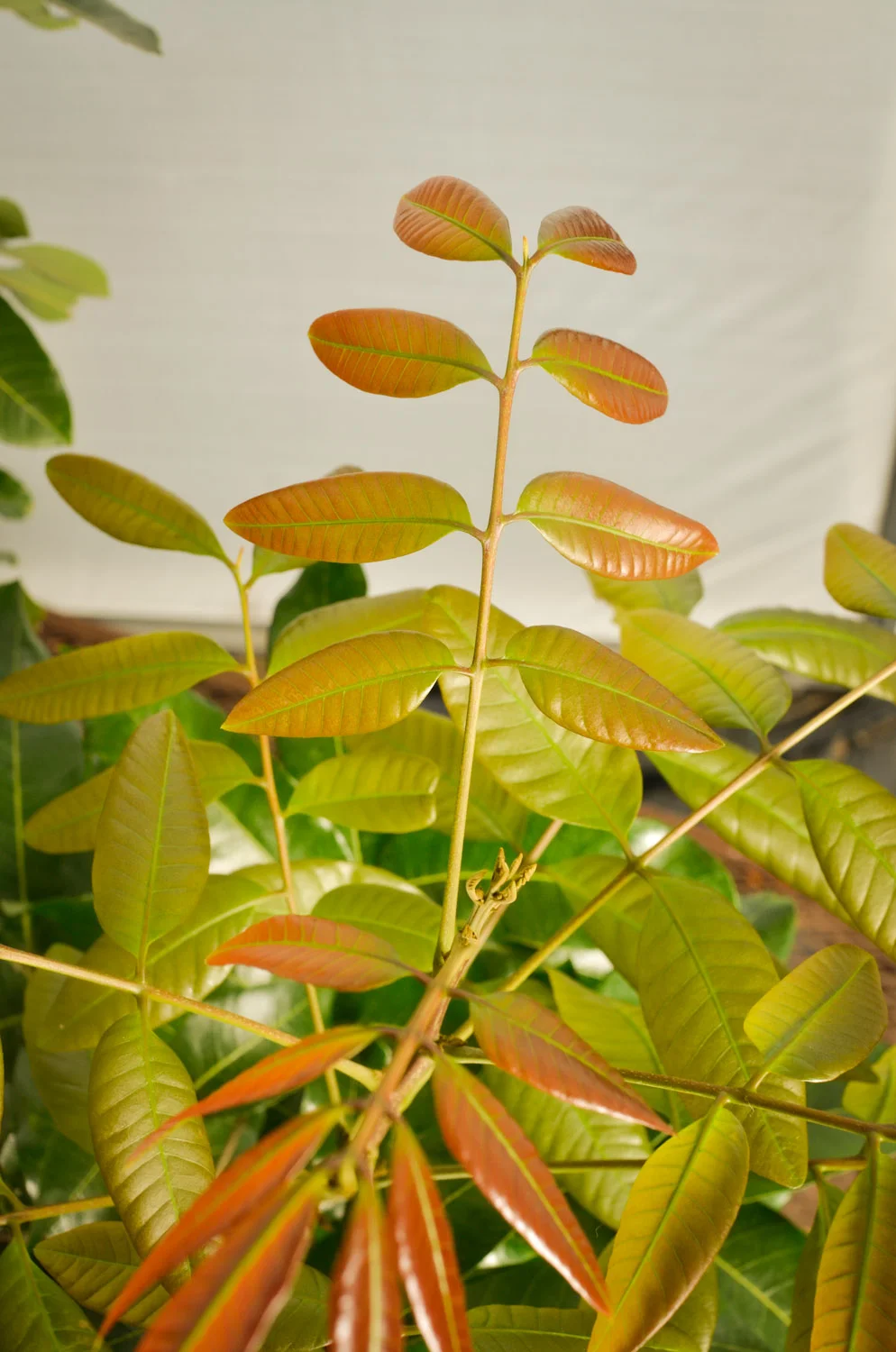 Longan — A Natural Farm