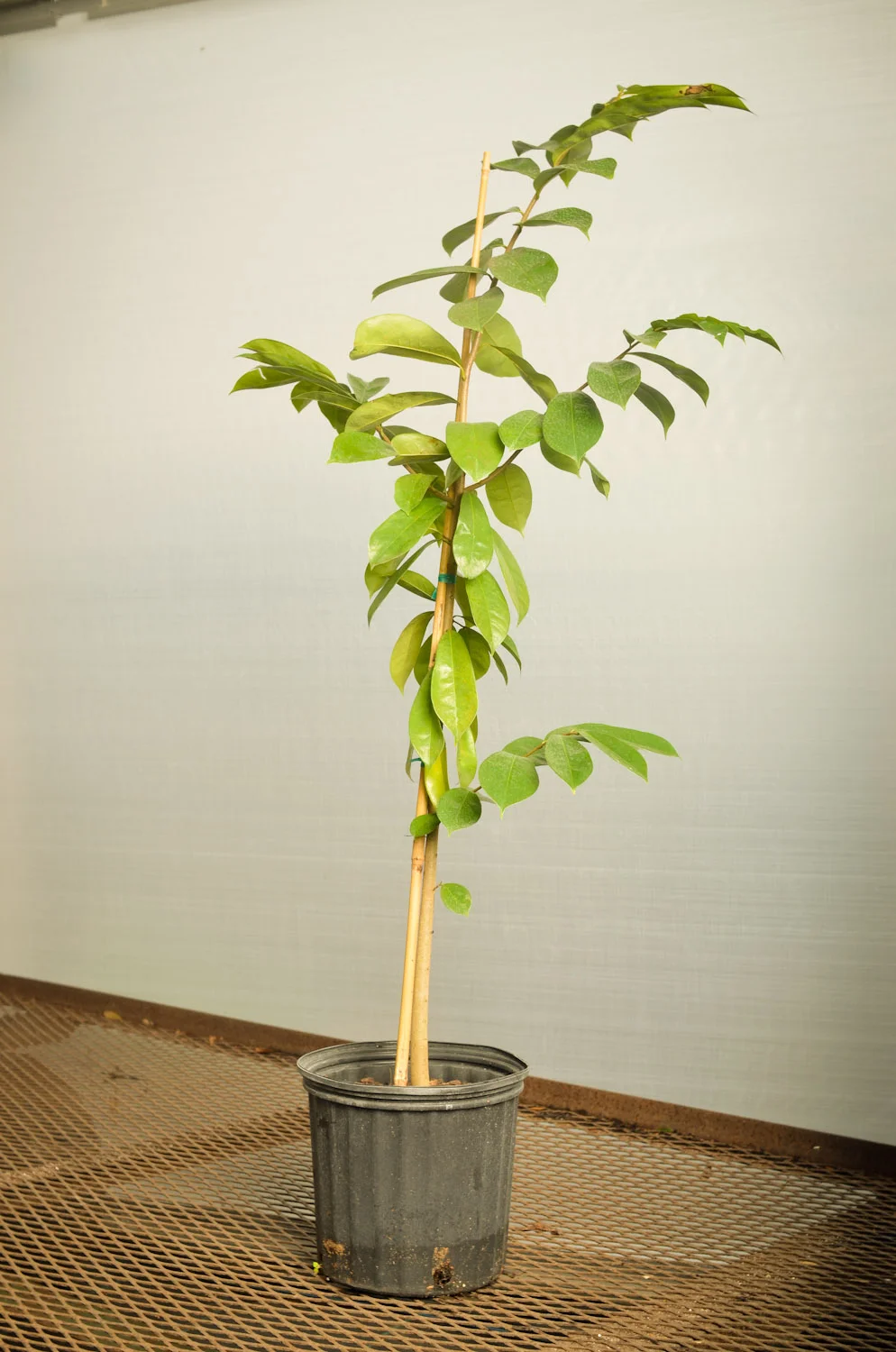 Soursop — A Natural Farm