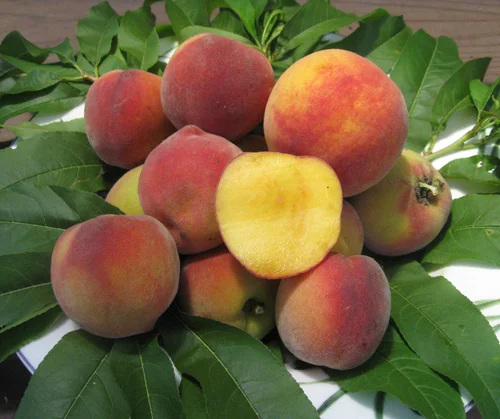 Peach — A Natural Farm