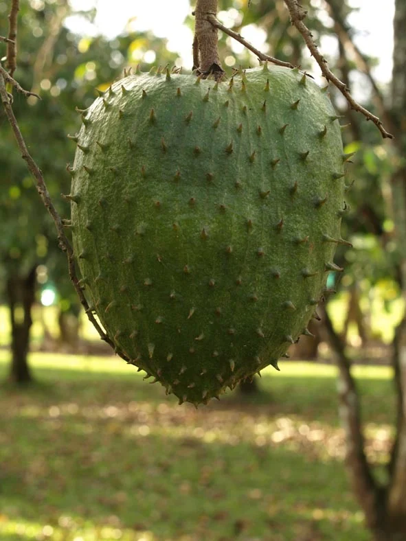 Soursop — A Natural Farm