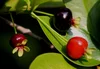Cherry — A Natural Farm
