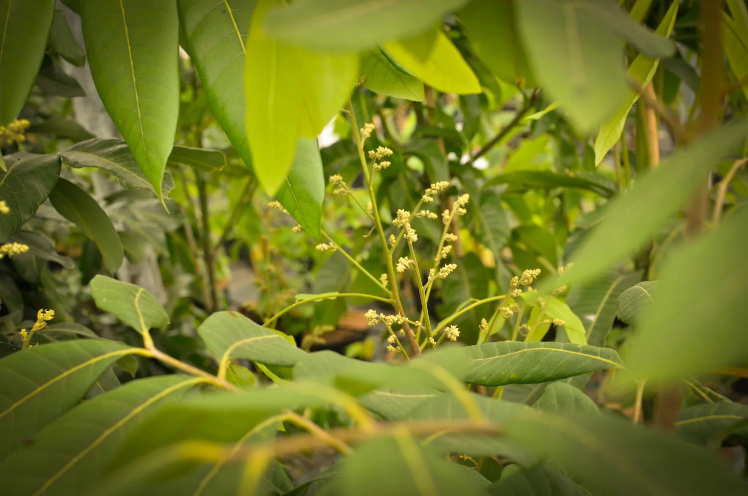 Longan — A Natural Farm