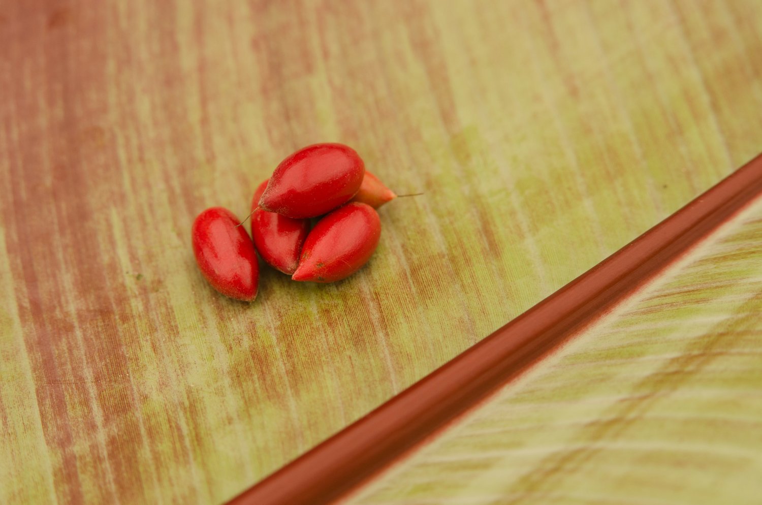 Miracle Fruit — A Natural Farm