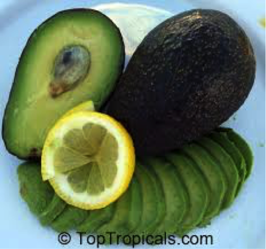 Avocado — A Natural Farm