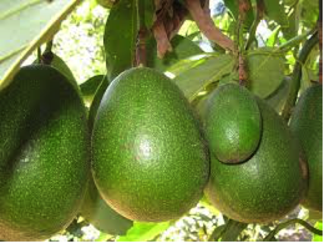Avocado — A Natural Farm