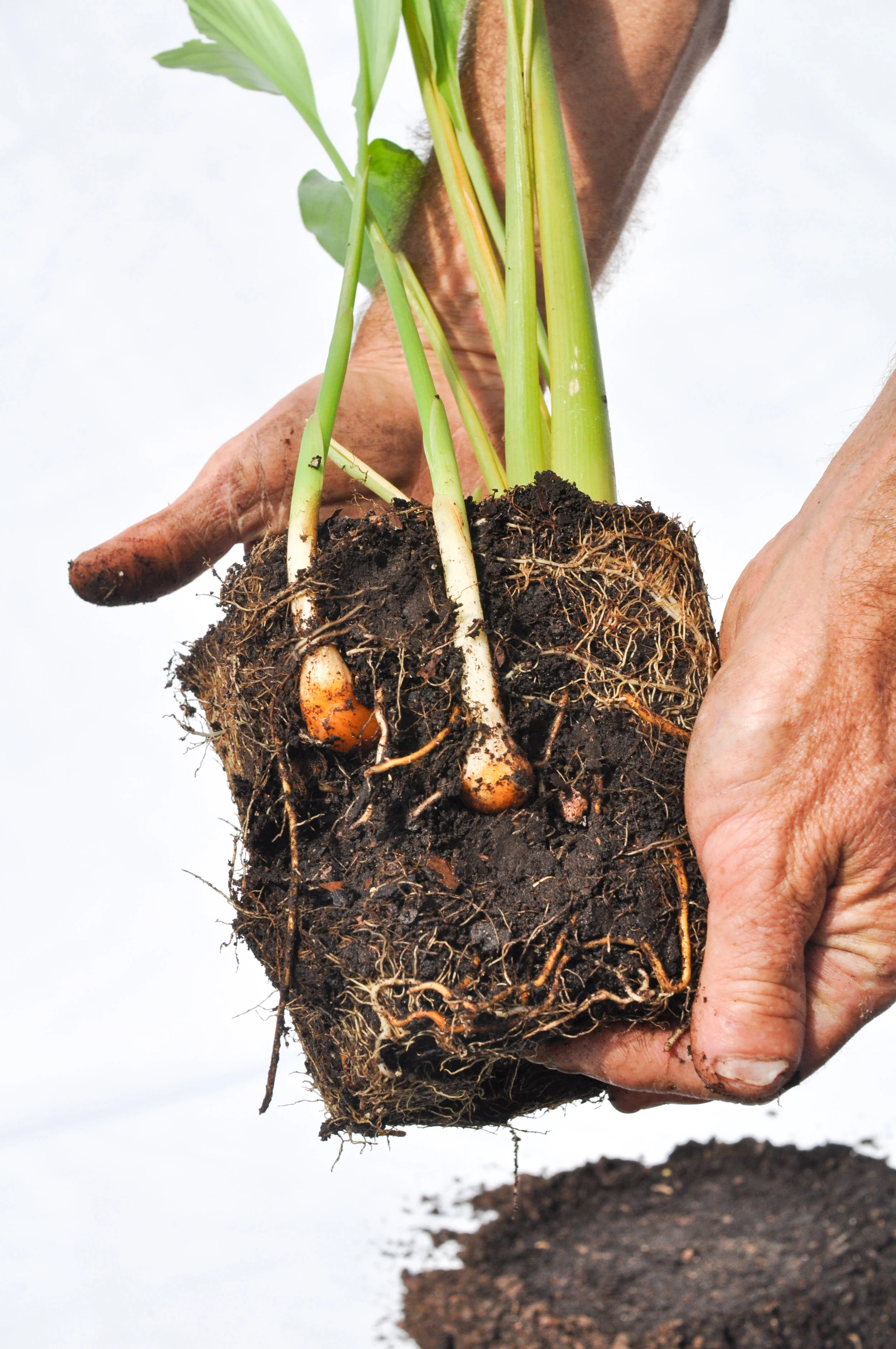 Organically grown Turmeric orange Plant UPS Shipping included 20" tall ...
