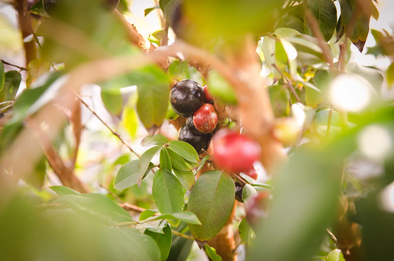Jaboticaba — A Natural Farm