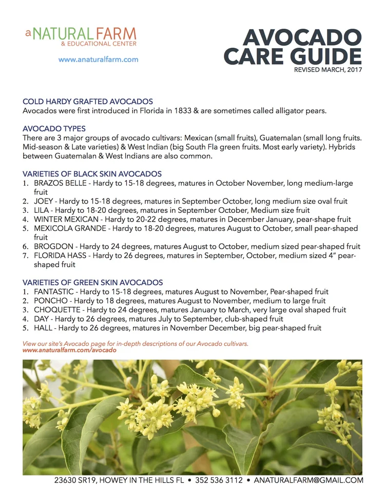 Avocado — A Natural Farm