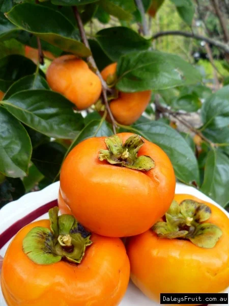 Persimmon — A Natural Farm