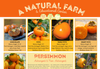 Persimmon — A Natural Farm