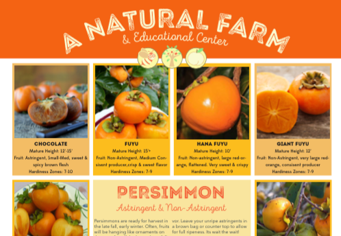 Persimmon — A Natural Farm