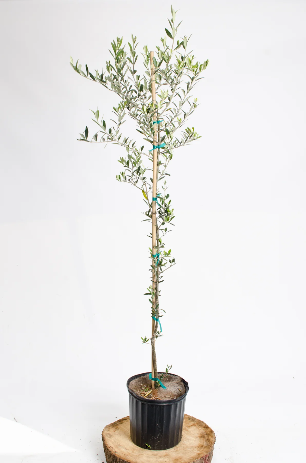 Organic Olive Tree Arbequina Free Shipping (USDA certified) Florida ...