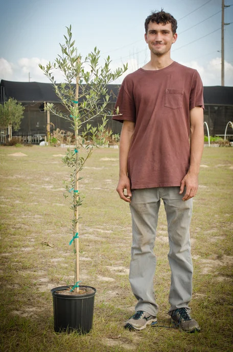 Olive — A Natural Farm