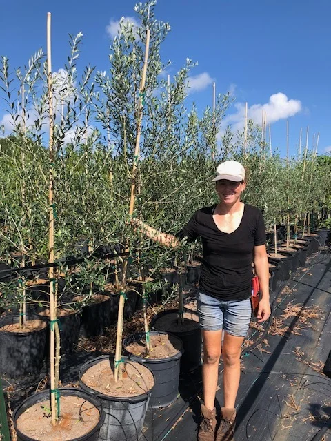 Olive — A Natural Farm
