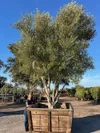 Olive — A Natural Farm