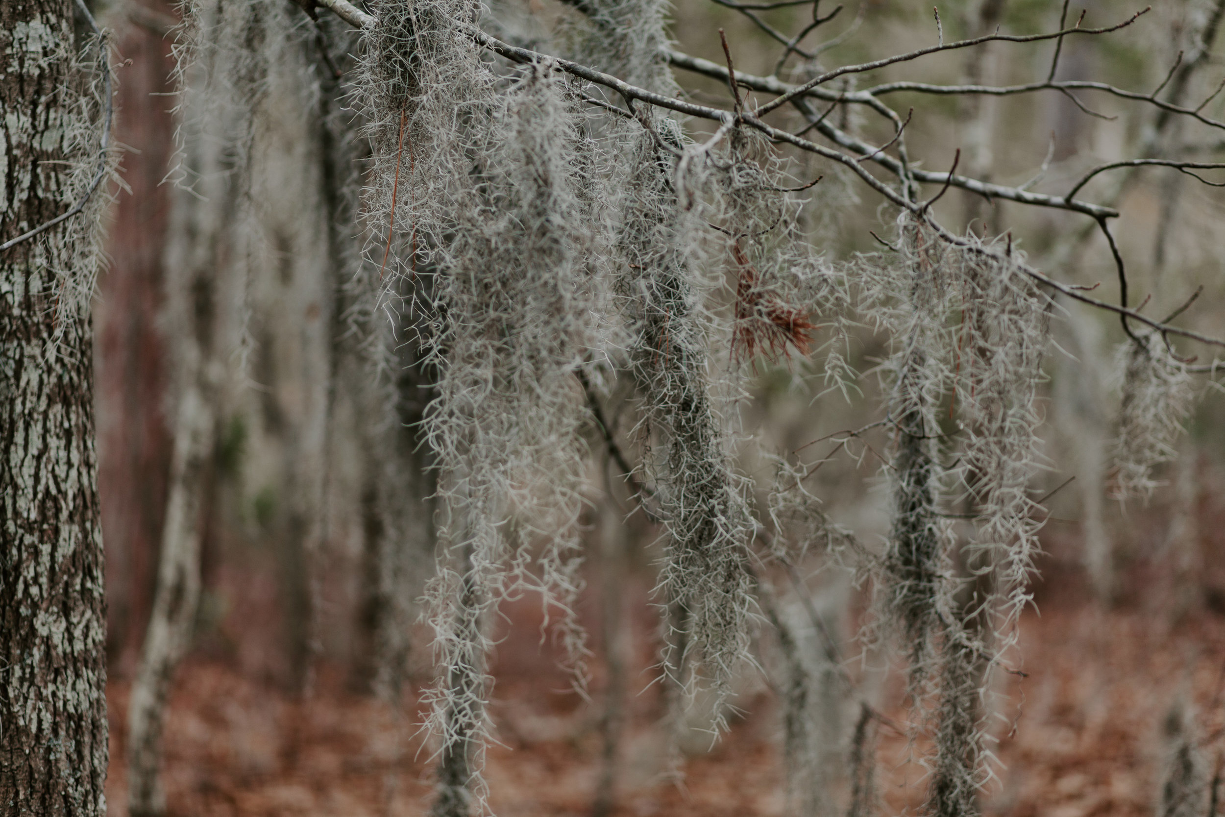 Tracy Holemeyer - Life Coach | Virginia Branding Photographer ...