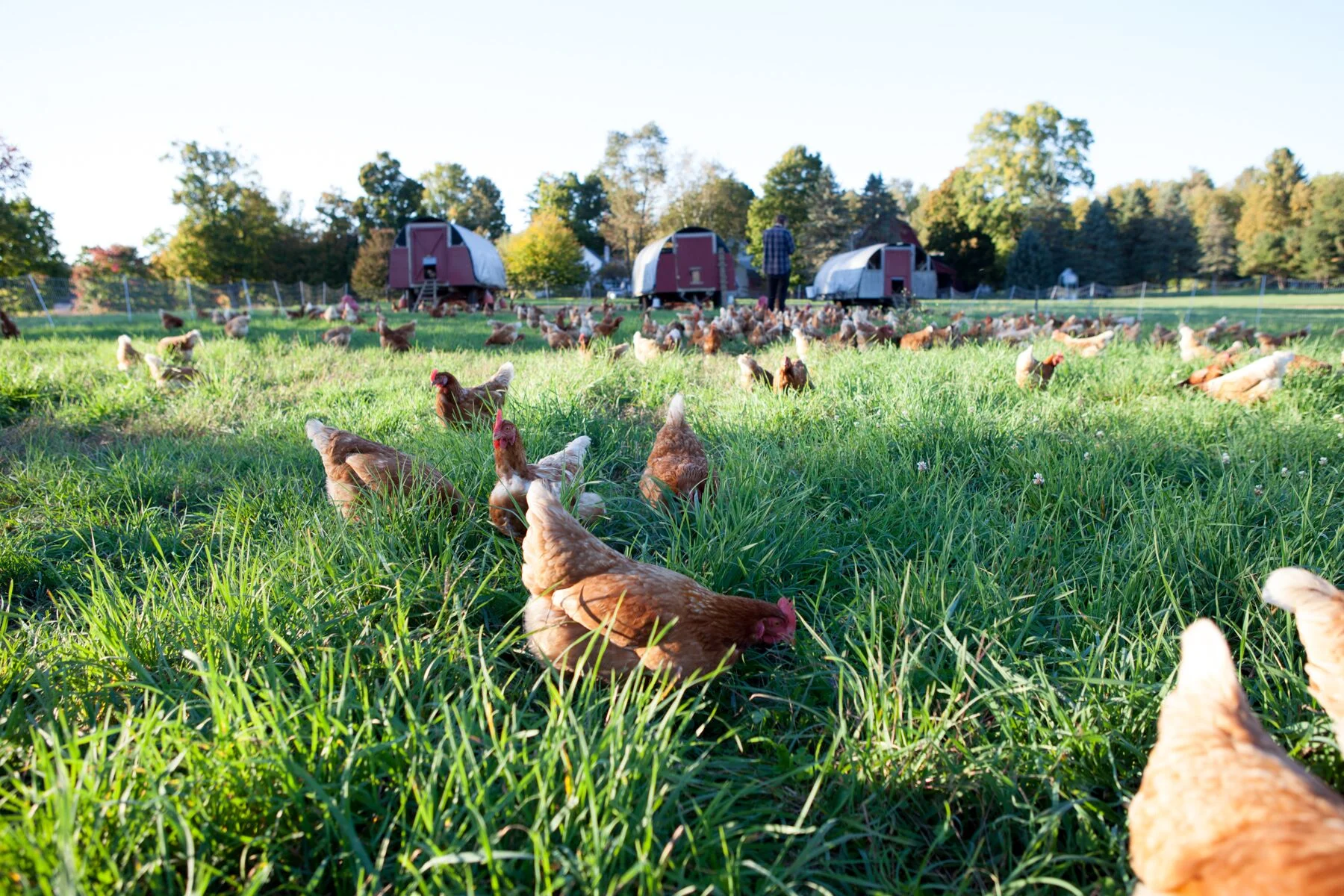 Wingate Farm