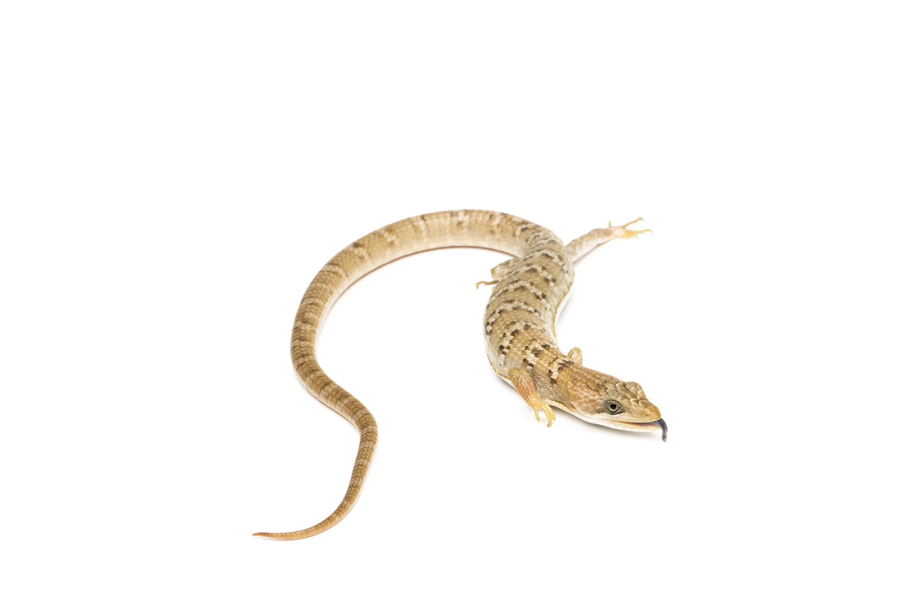 Gerrhonotus Infernalis