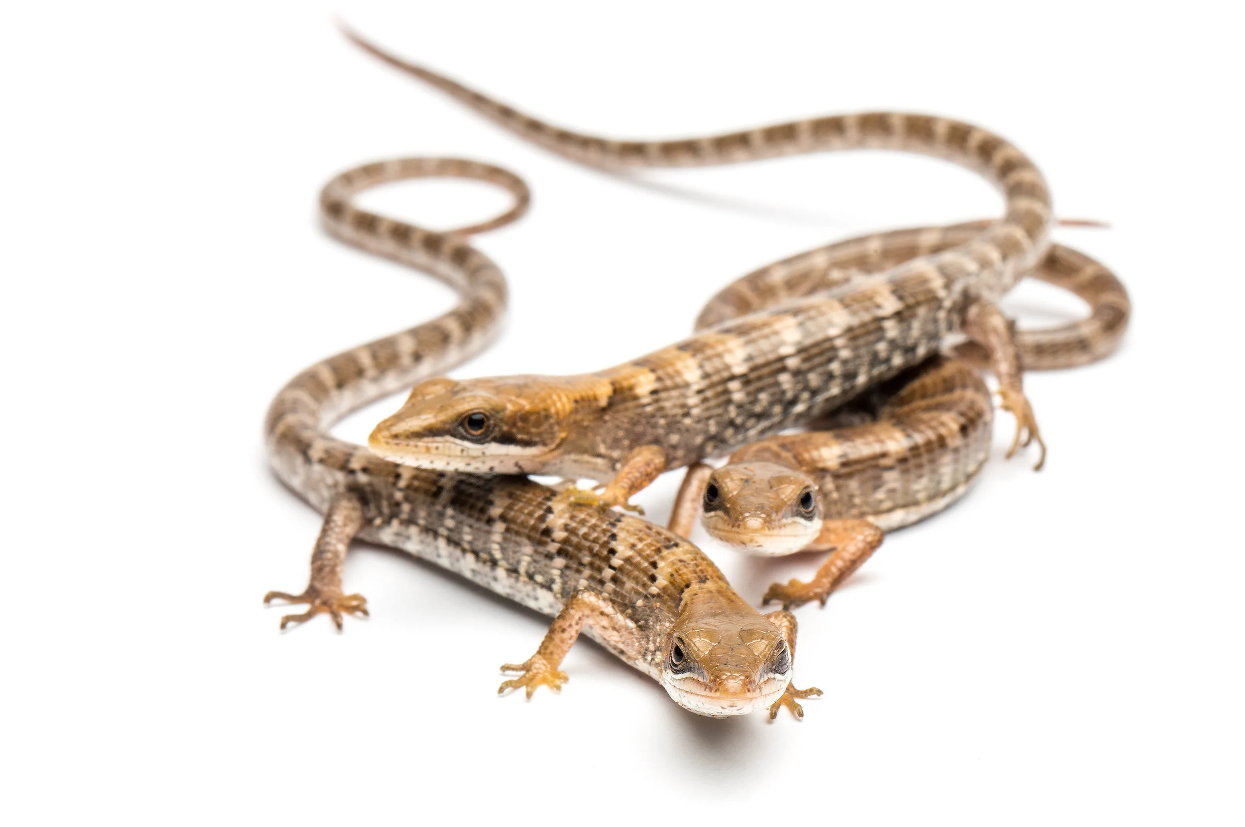 Gerrhonotus Infernalis