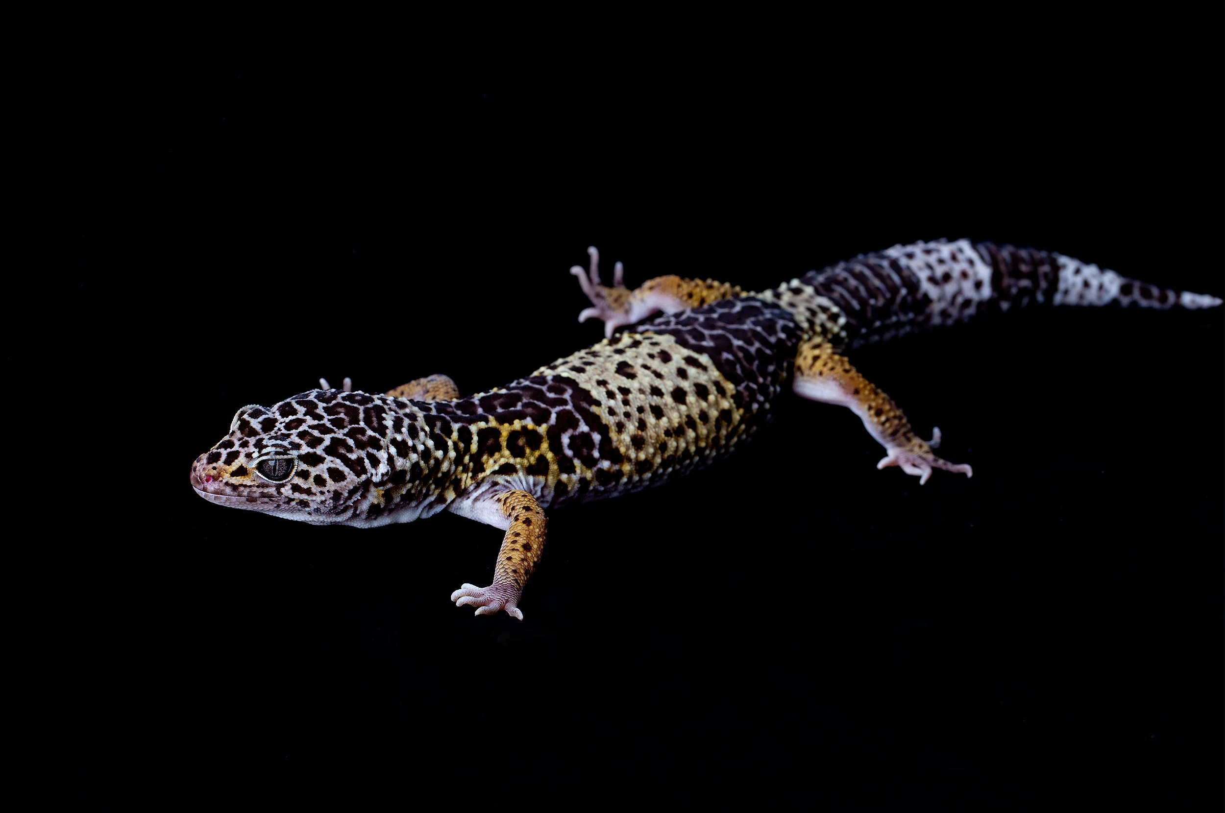 Black Velvet Leopard Gecko