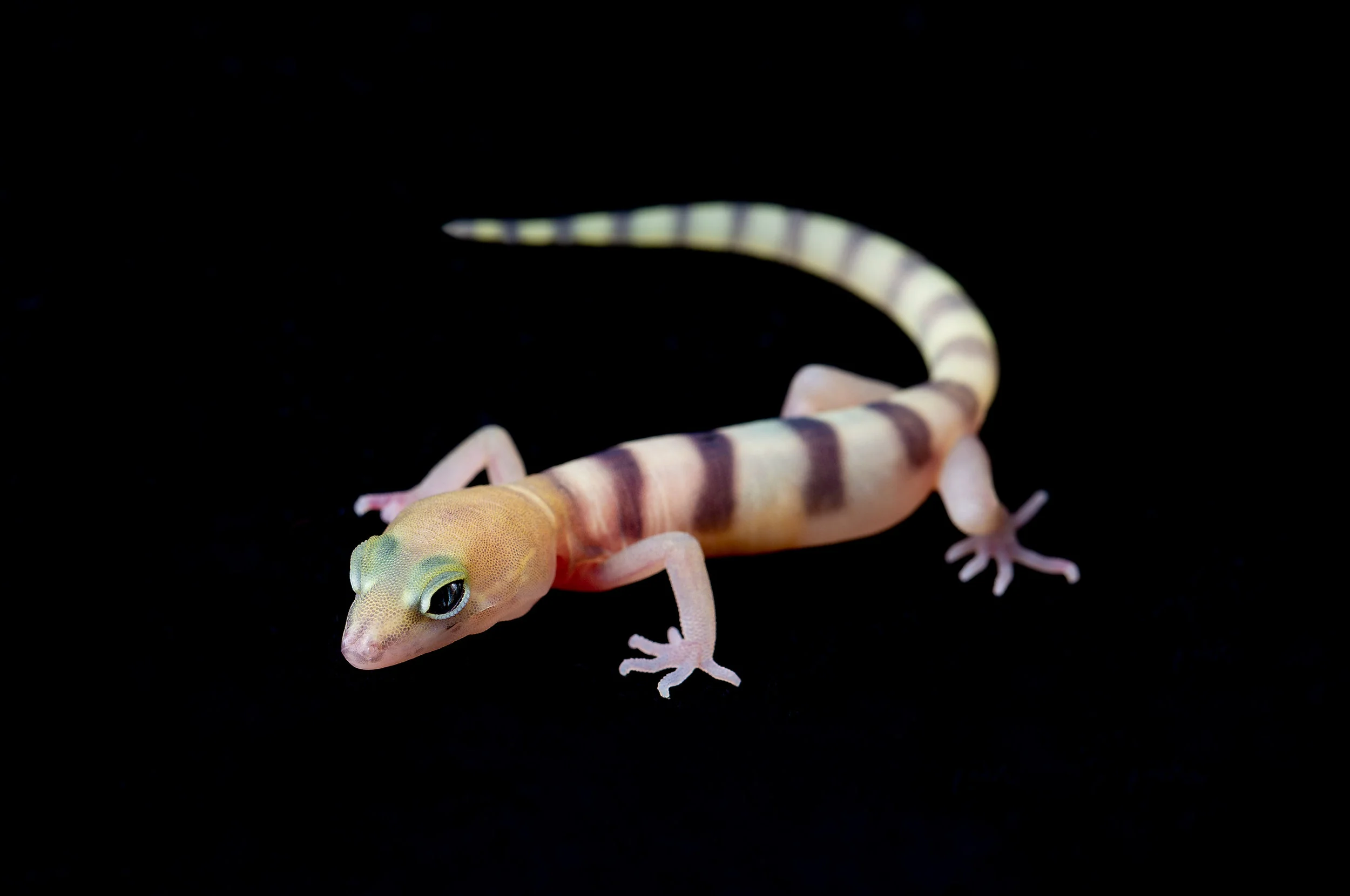 Western Banded Gecko
