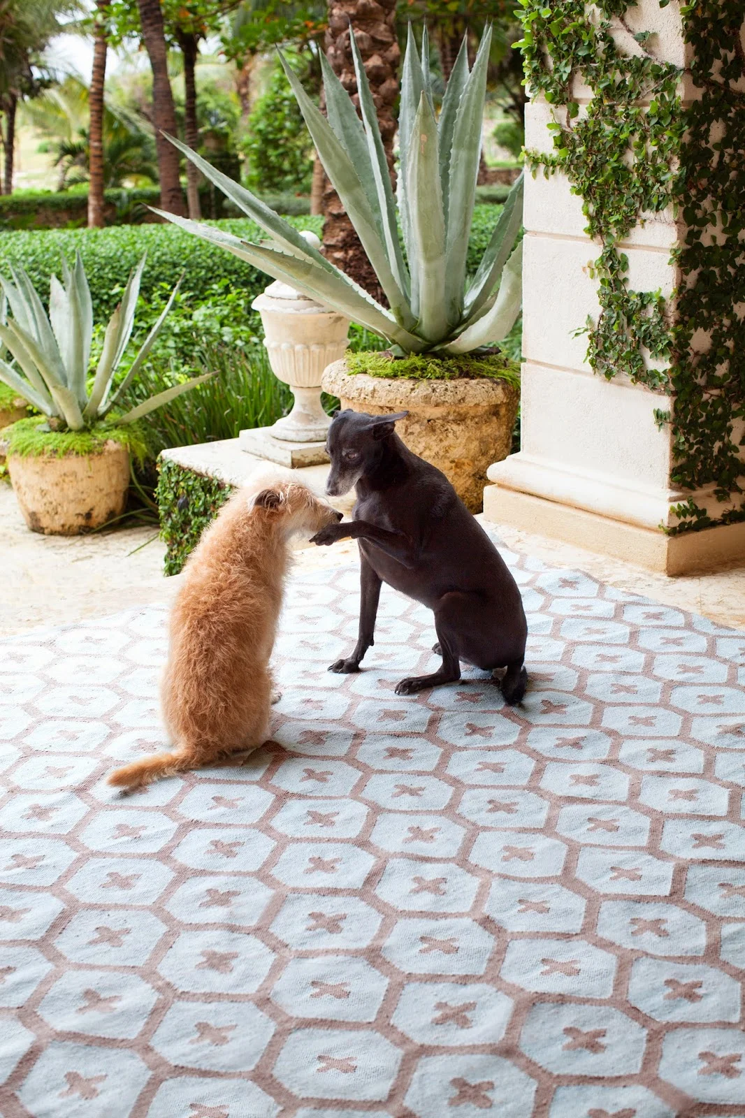 A SOFT LANDING: BUNNY WILLIAMS RUGS FOR DASH AND ALBERT — STYLEBEAT