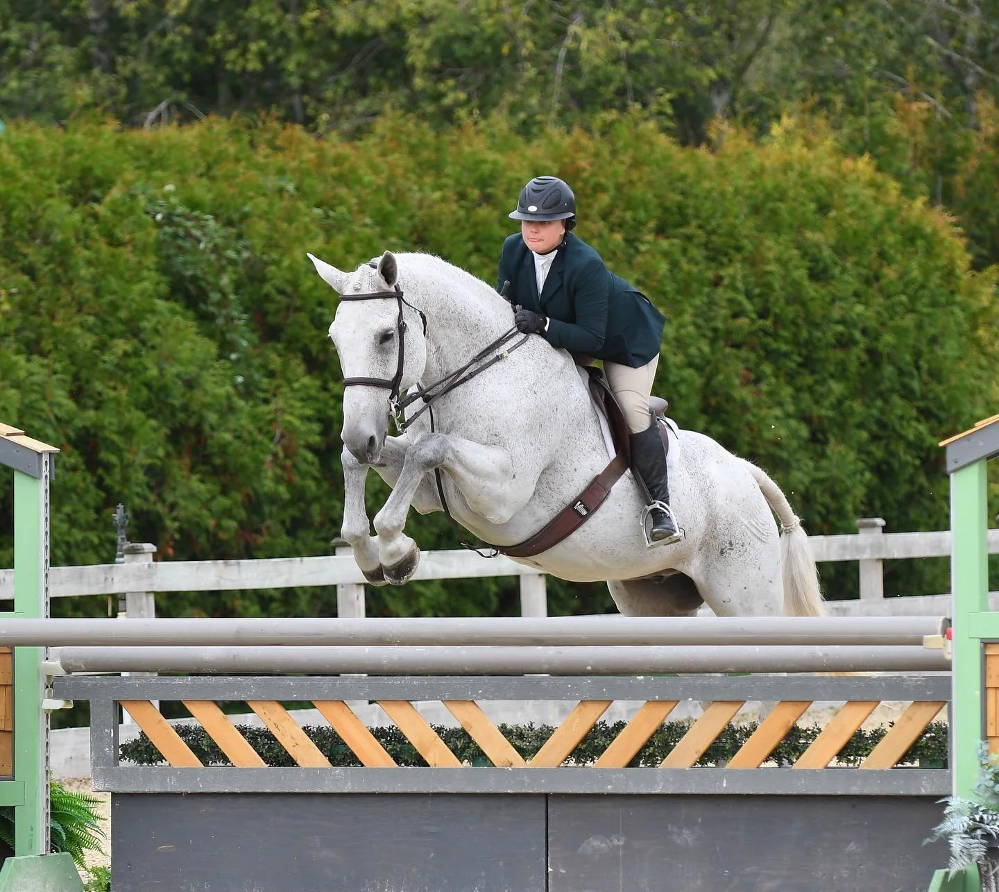 Horses For Sale or Lease — Thumbs Up Farm