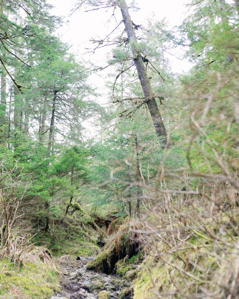 Places to Visit in Juneau, Alaska ↠ Lemon Creek Trail. — MALLORIE OWENS