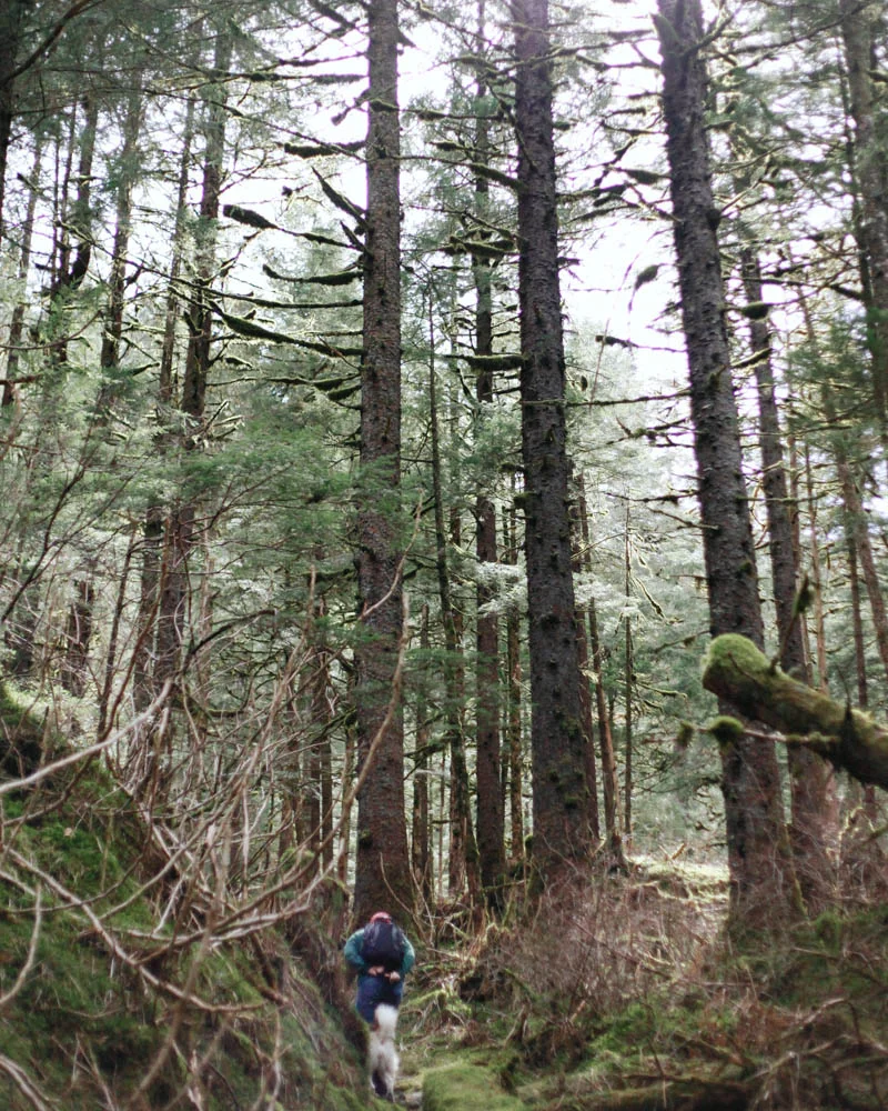 Places to Visit in Juneau, Alaska ↠ Lemon Creek Trail. — MALLORIE OWENS