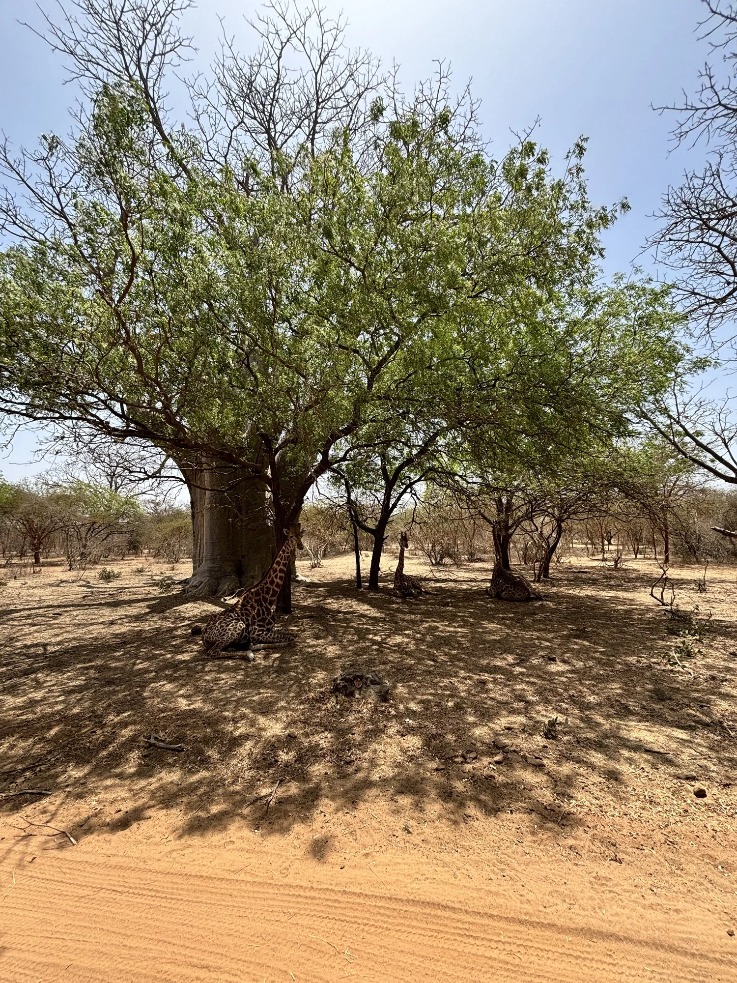 Noah Berman - 2024 — Students for Senegal