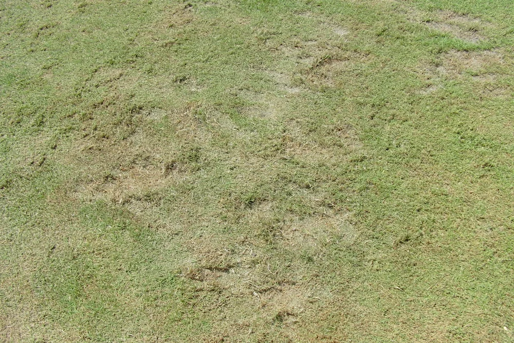 Divot Patterns