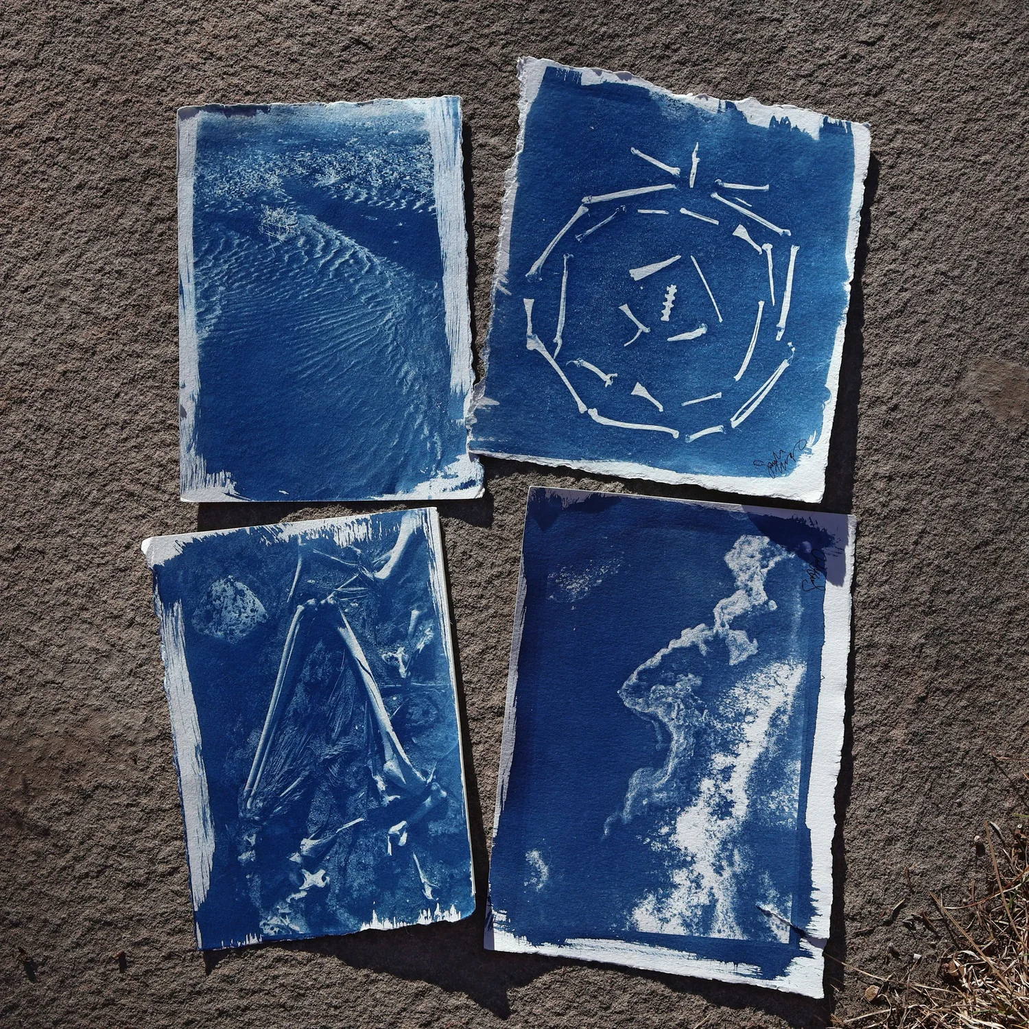 What Is A Cyanotype? — Sarah May
