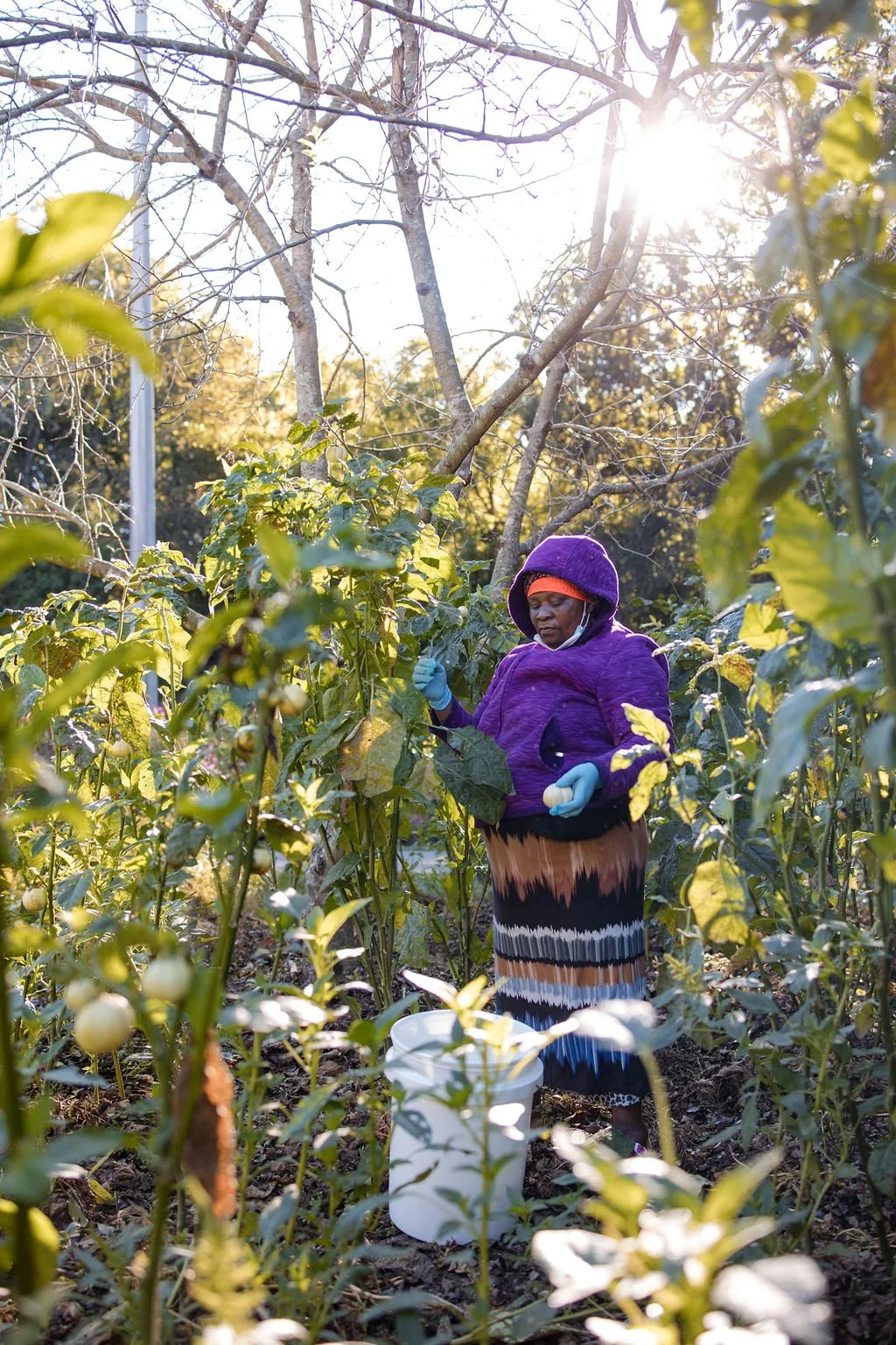 Community Gardens — CAC Beardsley Community Farm
