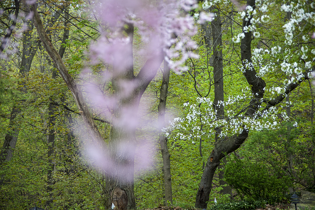 Artwork Angela Kelly Backyard Dreaming — Angela Kelly Photography