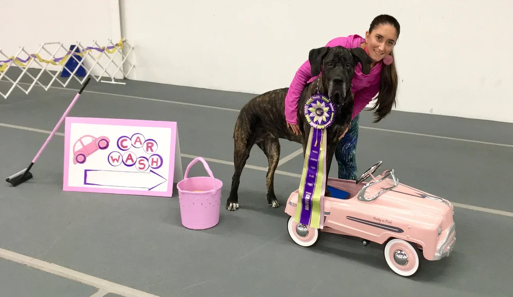 How Does A Dog Become A Grand Champion