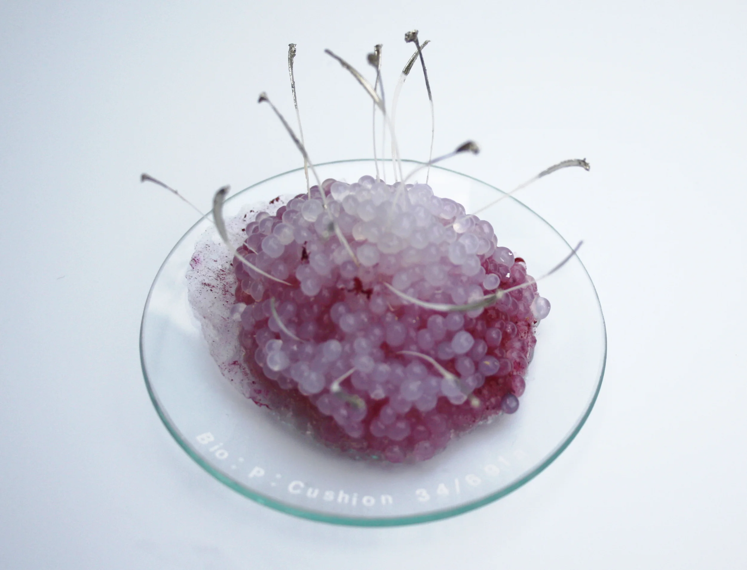 Biological Atelier : SS 2082 'Extinct' — AMY CONGDON